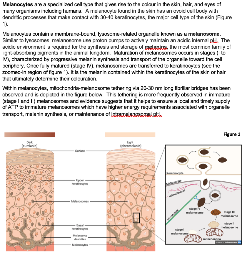 Solved Melanocytes are a specialized cell type that gives | Chegg.com