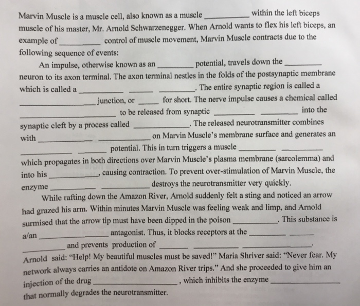 Solved Marvin Muscle is a musele cell, also known as a | Chegg.com