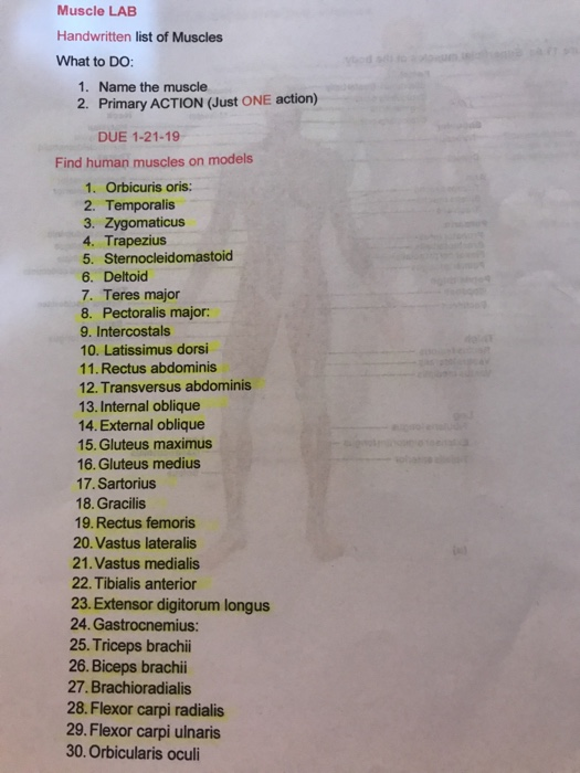 Solved Muscle LAB Handwritten list of Muscles What to DO: 1. | Chegg.com
