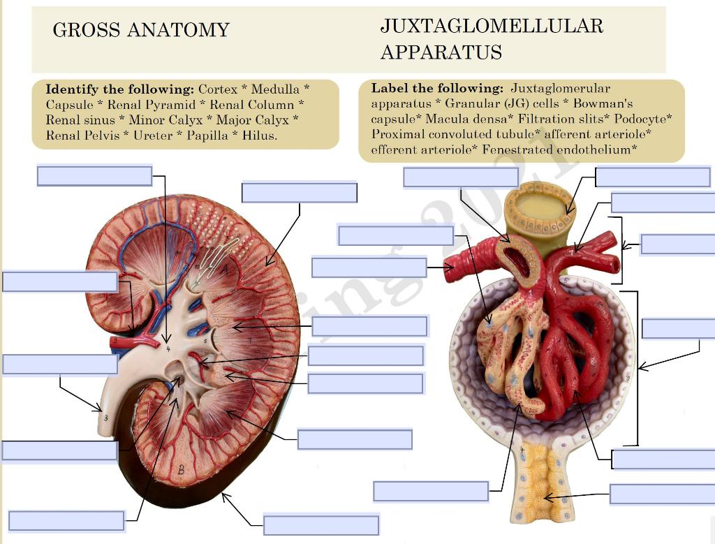 Solved GROSS ANATOMY JUXTAGLOMELLULAR APPARATUS Identify the | Chegg.com