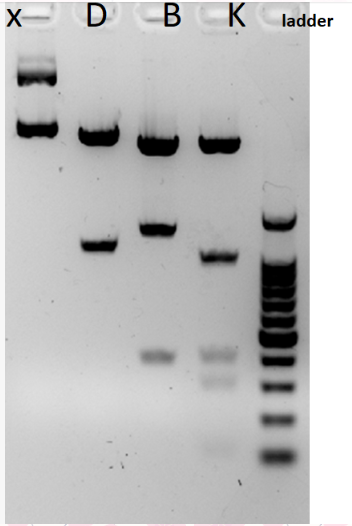 Using The Data Given Create A Restriction Enzyme Map 3896