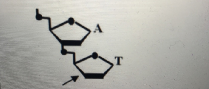 Solved Is this DNA or RNA? where is the arrow closest to, | Chegg.com Solved Is this DNA or RNA? where is the arrow closest to, | Chegg.com