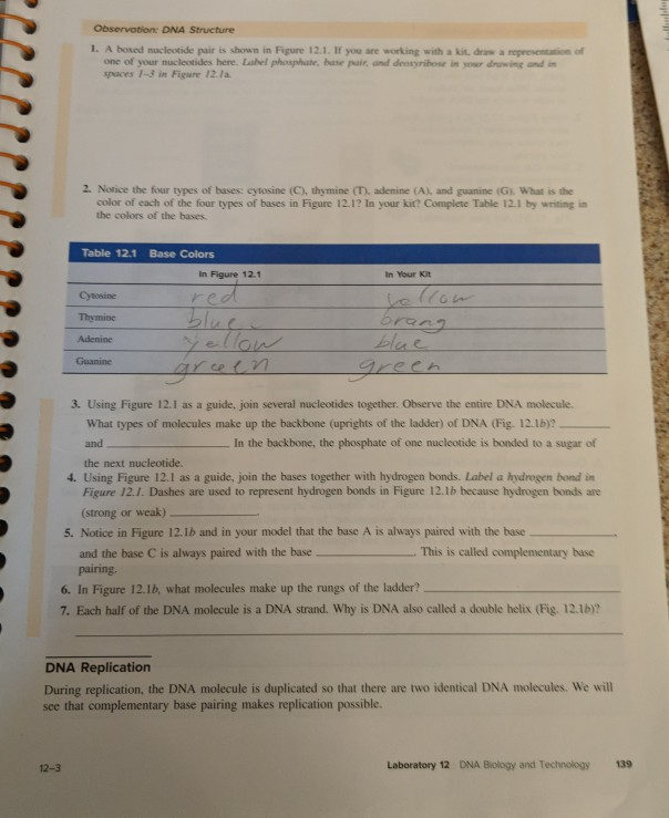 Section 12 1 Dna What Is The Makeup Of A Nucleotide | Saubhaya Makeup