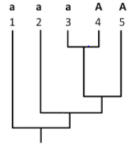 Solved 44. Using the Fitch algorithm determine the number | Chegg.com