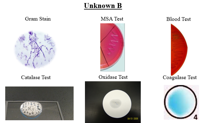 Solved Unknown B Gram Stain MSA Test Blood Test Catalase | Chegg.com