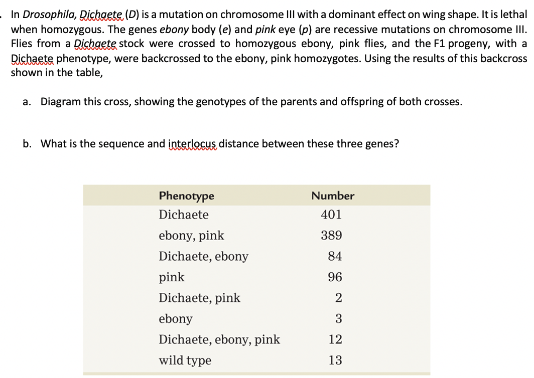Solved · In Drosophila, Dichaete (D) is a mutation on | Chegg.com