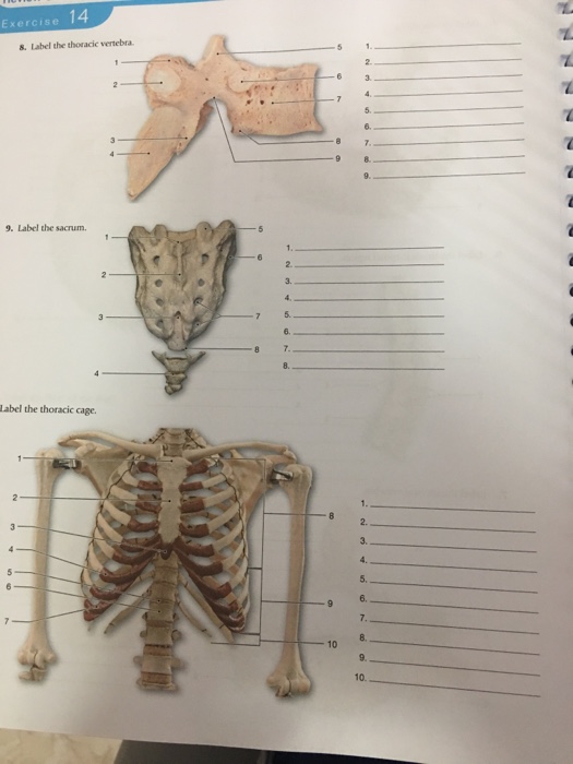 Solved Exercise 8·Label the thoracic vertebra. 3. 5. 9 8 | Chegg.com