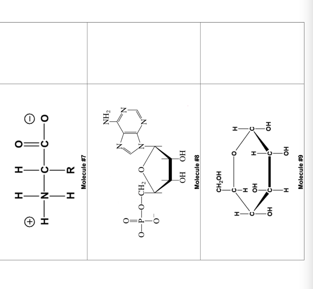 Solved BIOCHEMICAL MOLECULES - STRUCTURE AND FUNCTION ENTER | Chegg.com