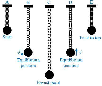 Solved For the following vertical mass and spring simple | Chegg.com