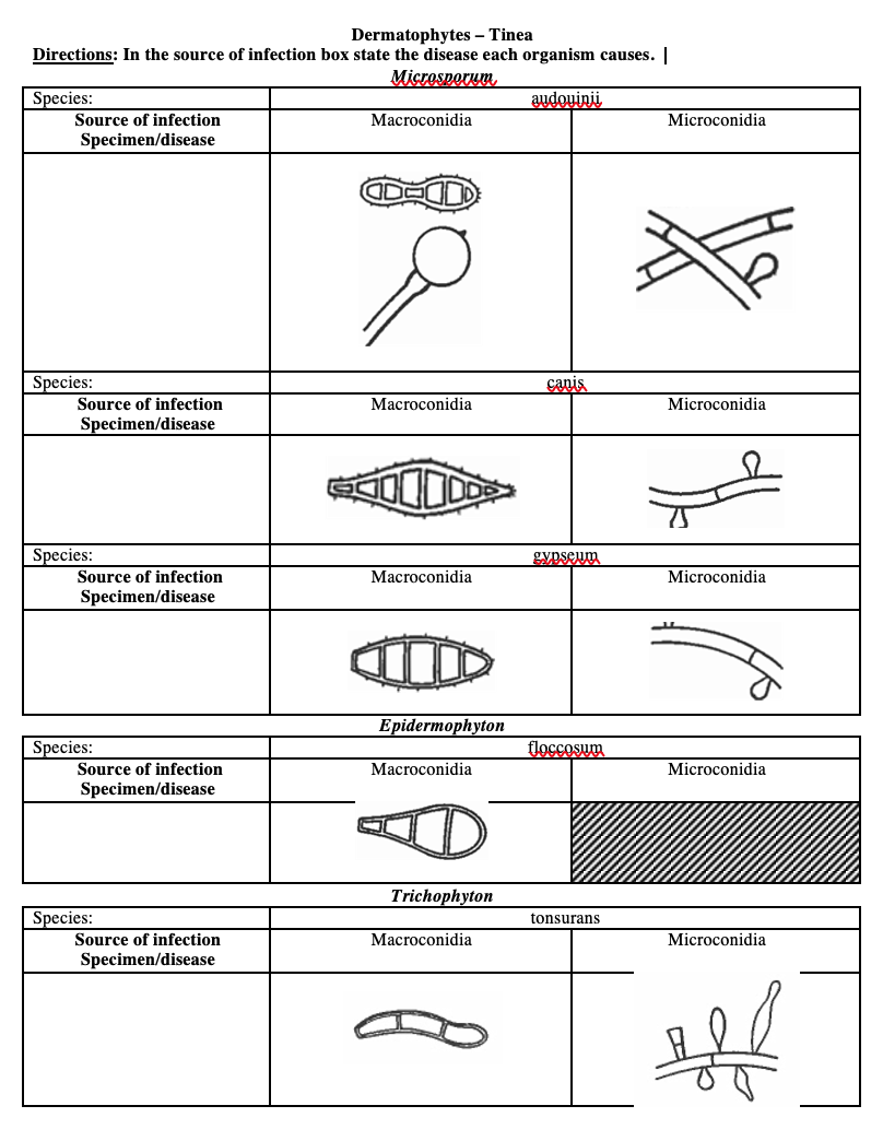 Macroconidia And Microconidia