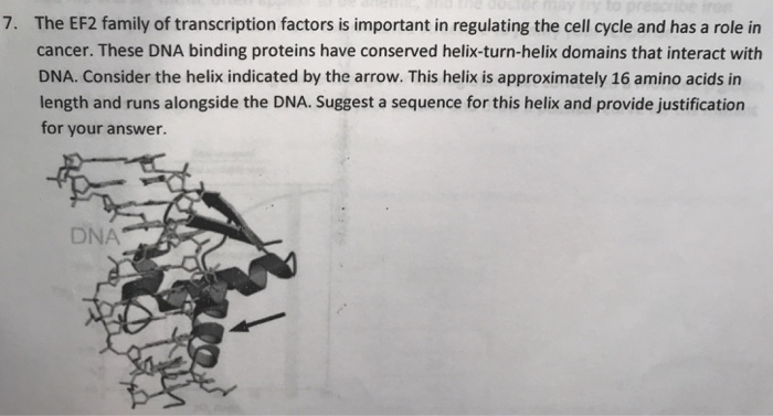 Solved The EF2 family of transcription factors is important | Chegg.com