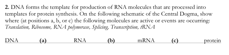 Solved 2. DNA forms the template for production of RNA | Chegg.com