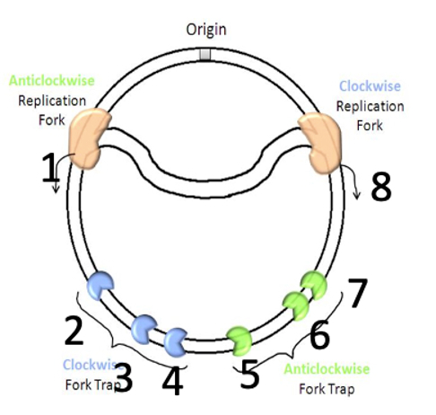 Solved f the helicase of the clockwise replication fork | Chegg.com