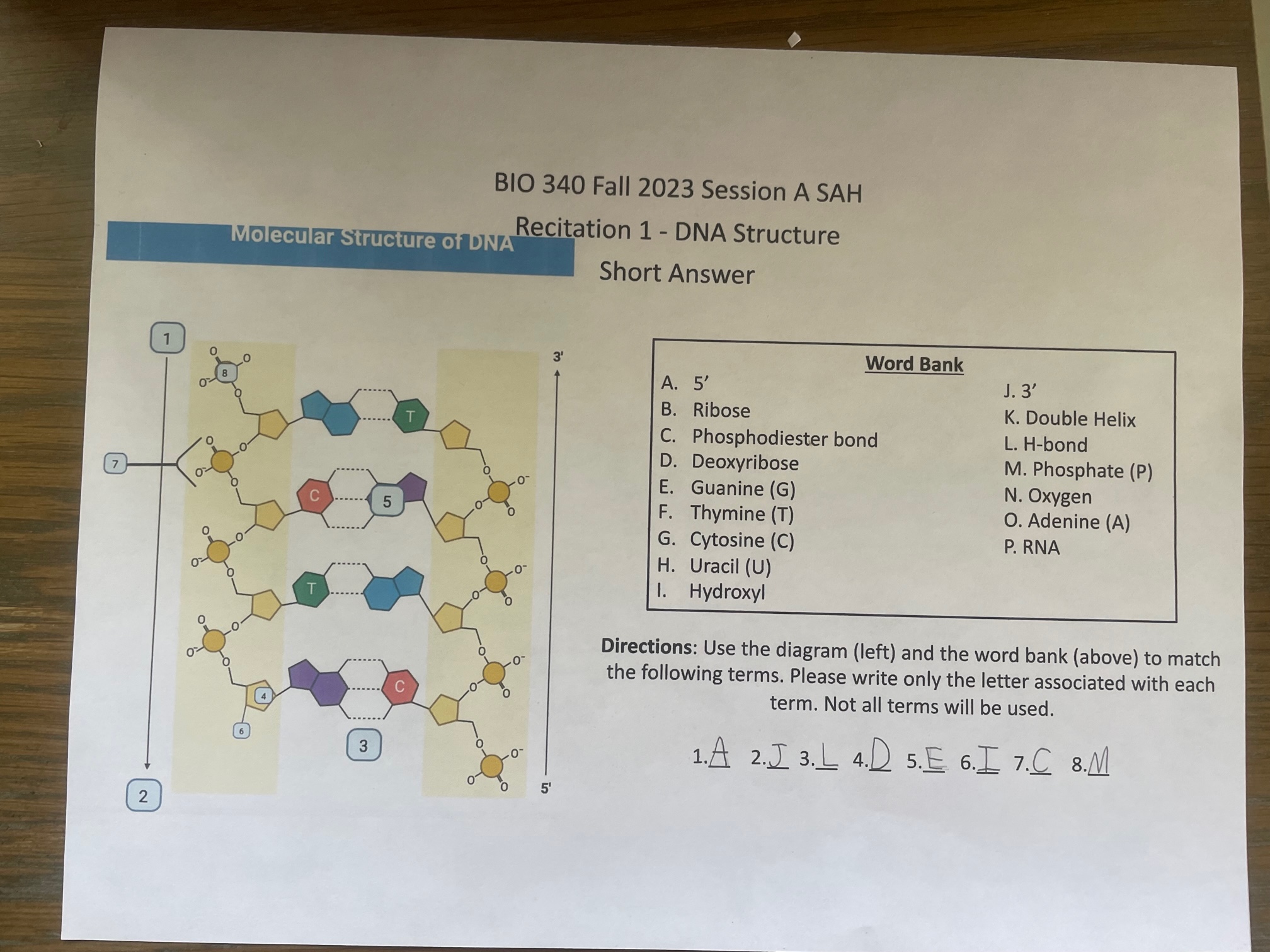 Solved Can someone check if I filled this DNA structure out | Chegg.com
