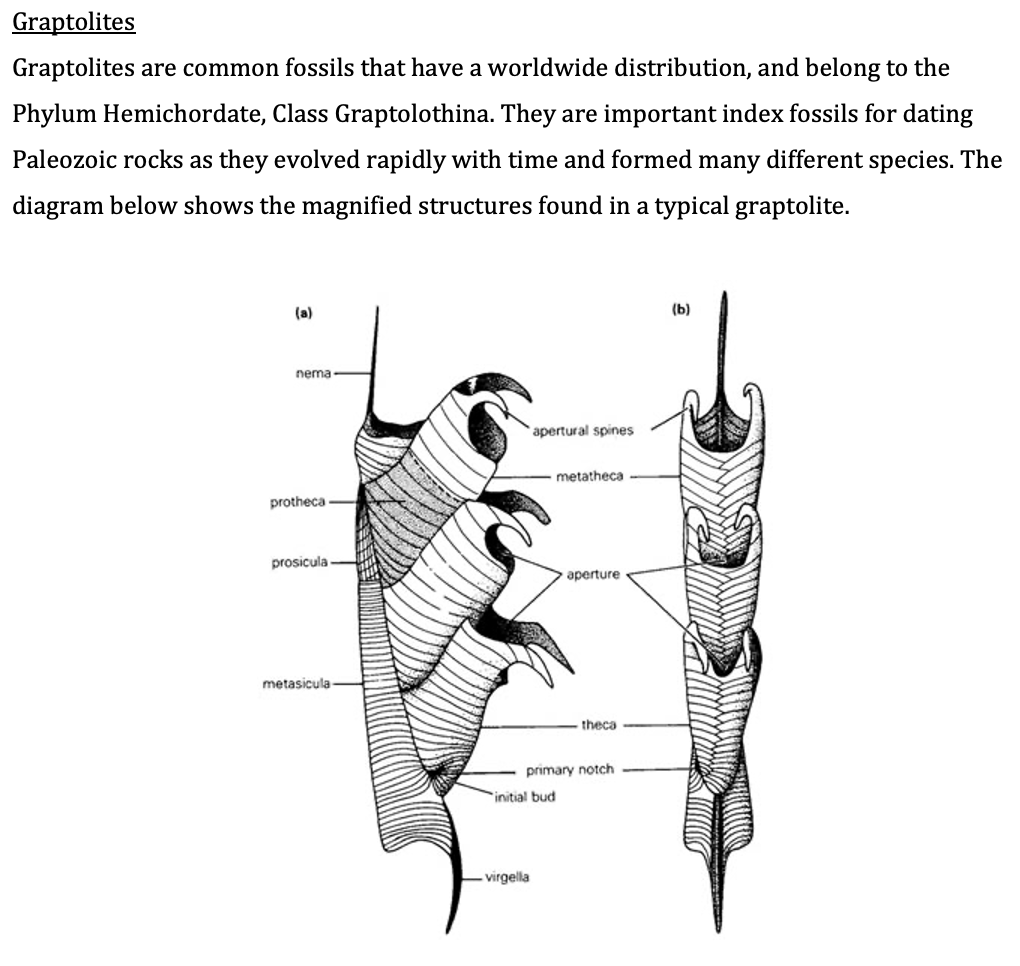 Solved Graptolites Graptolites are common fossils that have | Chegg.com