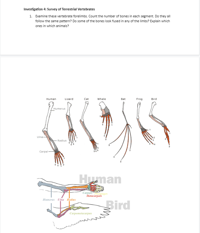 Solved 2. Observe this image of a lancelet cross-section. | Chegg.com