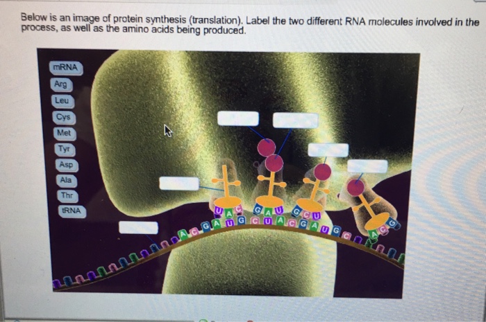 Solved Below is an image of protein synthesis (translation), | Chegg.com