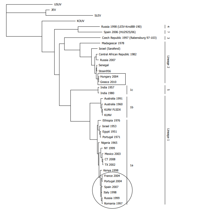 Solved Is there an outgroup in the following phylogenetic | Chegg.com