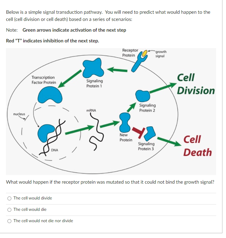 Solved What would happen if the receptor protein was mutated | Chegg.com