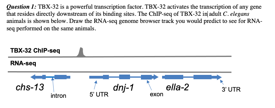 Solved Question 1: TBX-32 is a powerful transcription | Chegg.com