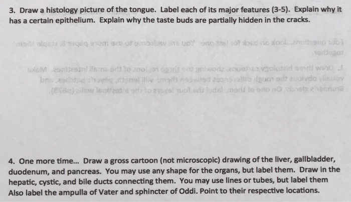 Solved 1. Draw three histology cartoons, showing the three | Chegg.com