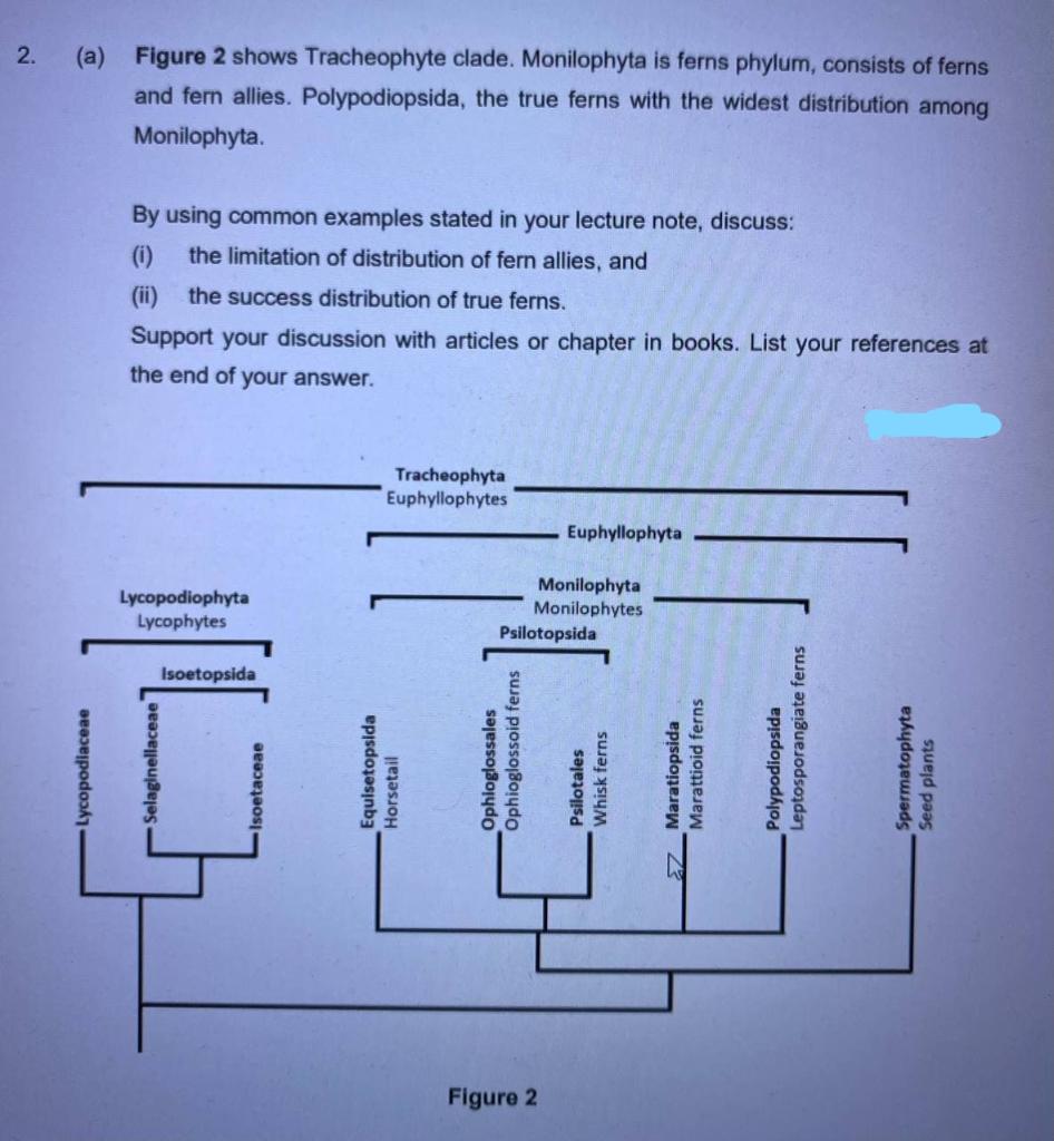 Solved 2. (a) Figure 2 shows Tracheophyte clade. Monilophyta | Chegg.com