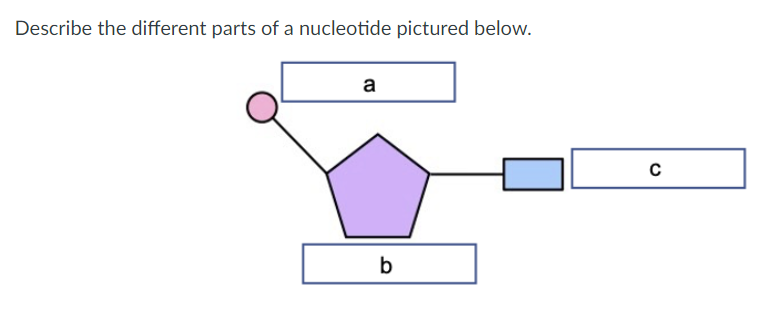 Solved Describe the different parts of a nucleotide pictured | Chegg.com