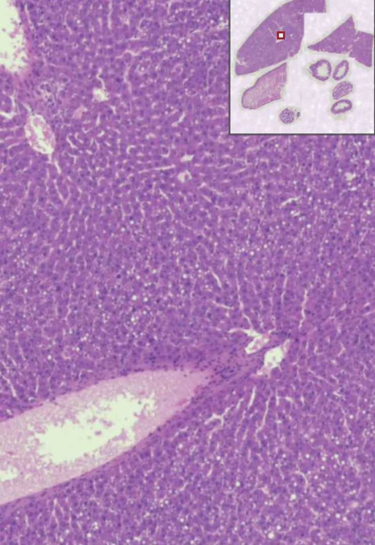 Solved Images of H&E and MT stained sections. May I have | Chegg.com