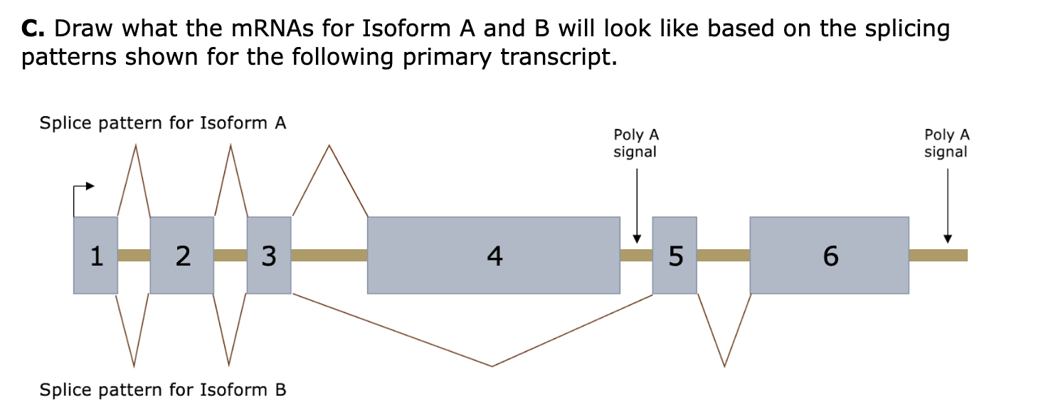 C. Draw what the mRNAs for Isoform A and B will look | Chegg.com