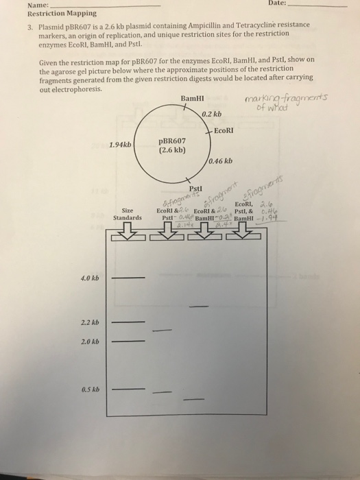 Solved Date: Name: Restriction Mapping Plasmid pBR607 is a | Chegg.com