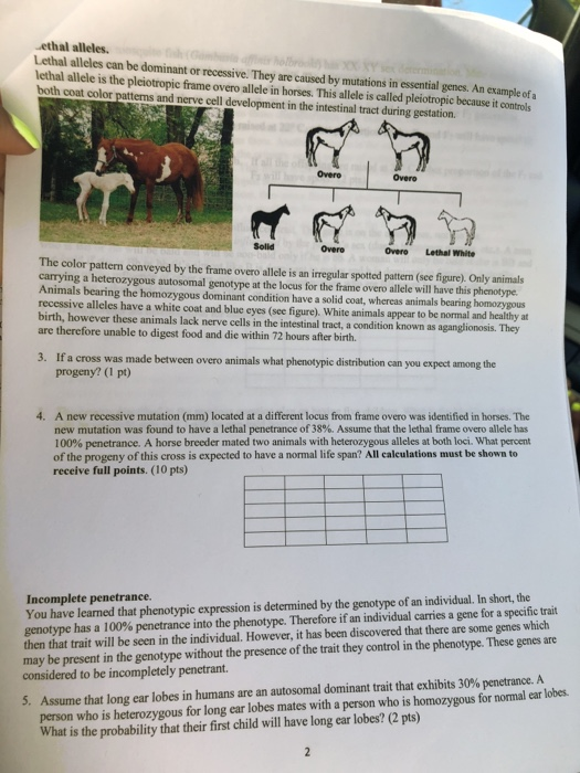 Codominance Examples In Animals