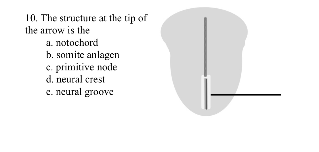 Solved The structure at the tip of the arrow is thea. | Chegg.com