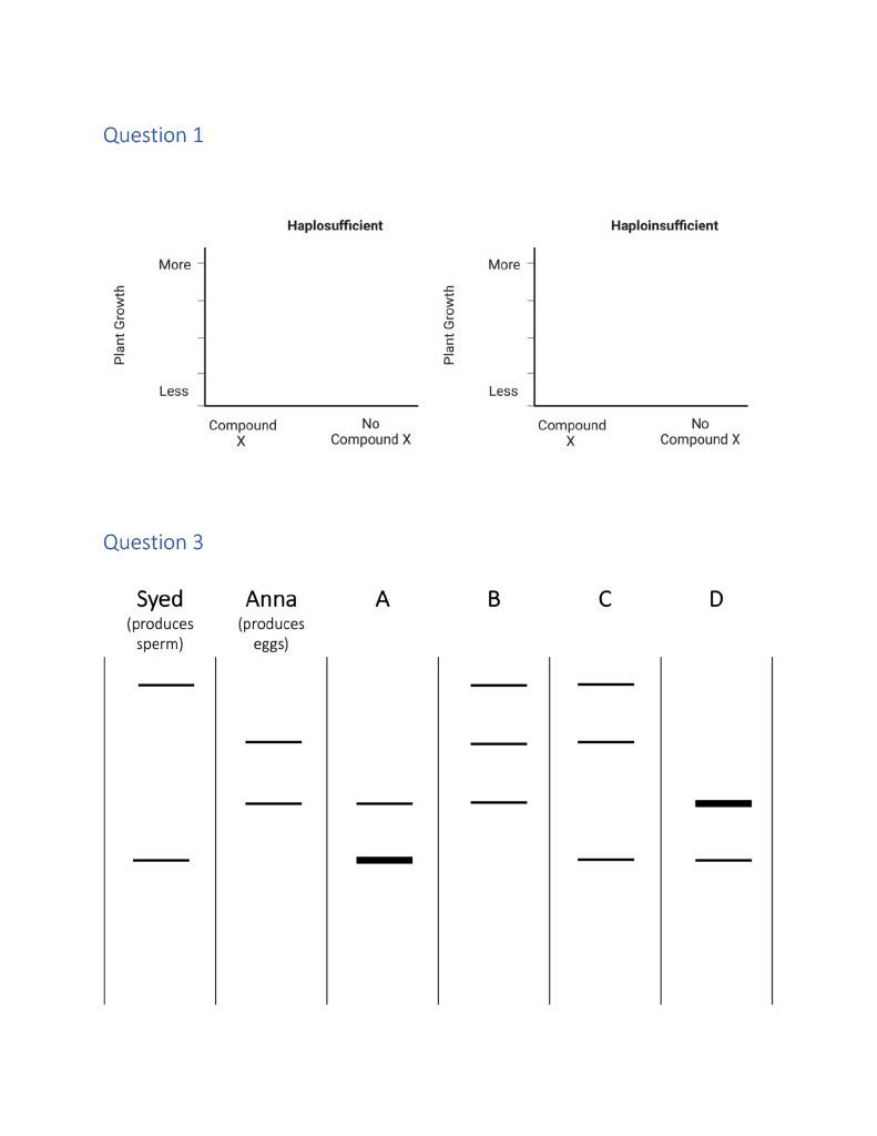 Solved The Activate gene codes for the ACT protein. ACT is | Chegg.com