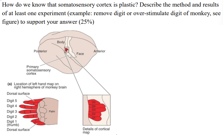 Solved How do we know that somatosensory cortex is plastic? | Chegg.com
