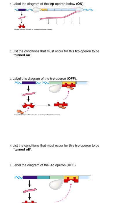 Solved 1. Label the diagram of the trp operon below (ON). 2. | Chegg.com