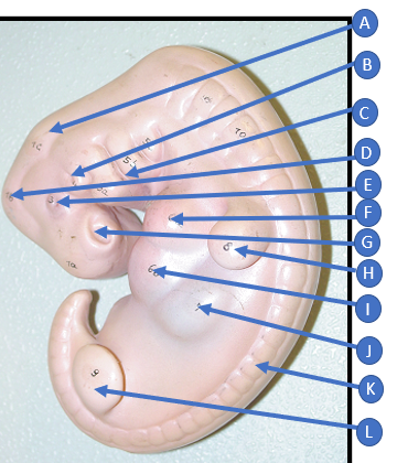 Solved ASSIGNMENTS 8, 9, AND 101. Chart the stages of | Chegg.com