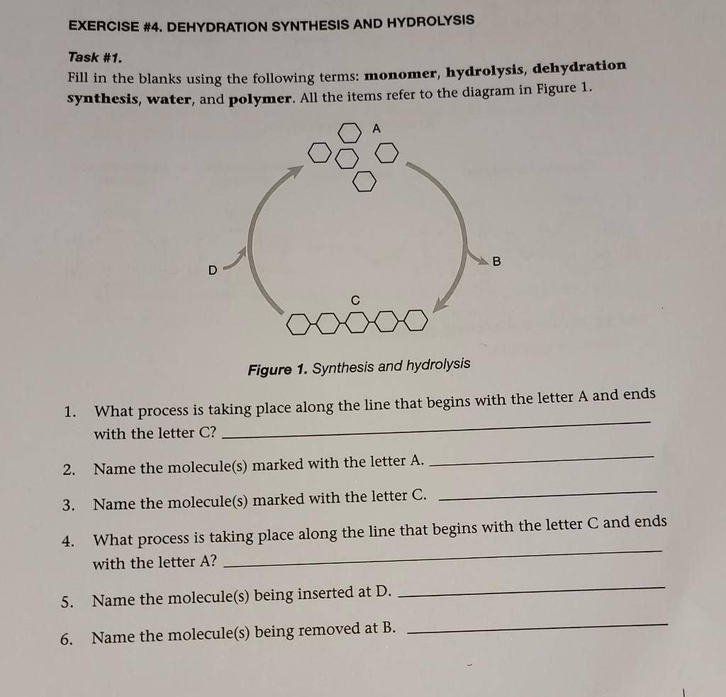 Solved EXERCISE #4. DEHYDRATION SYNTHESIS AND HYDROLYSIS | Chegg.com