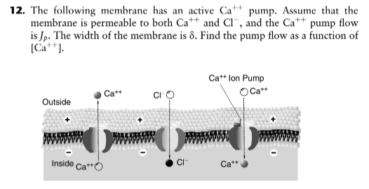 Solved 2. The following membrane has an active Ca++pump. | Chegg.com