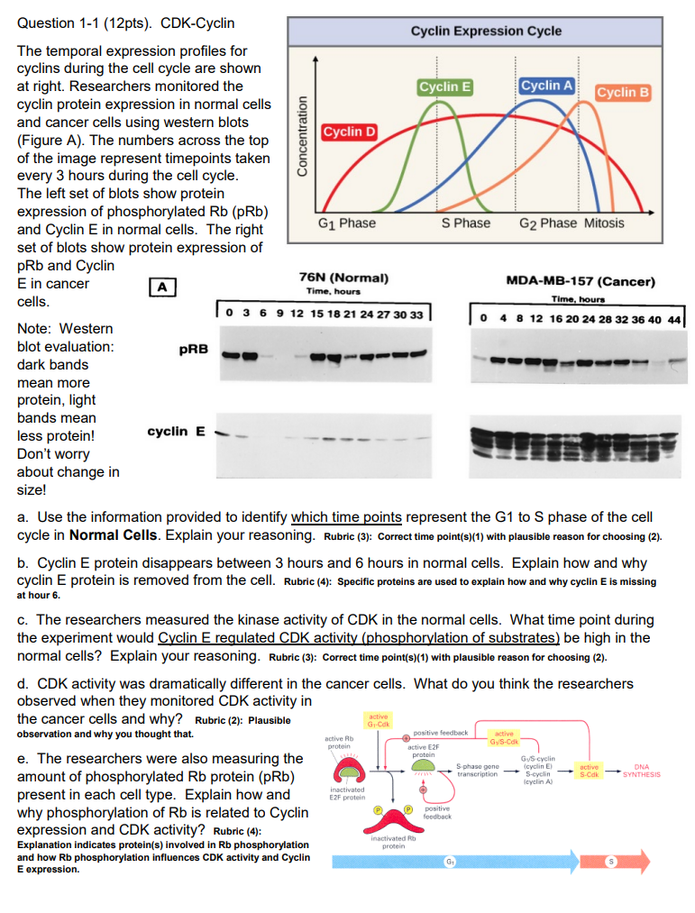 Solved Concentration Question 1-1 (12pts). CDK-Cyclin Cyclin | Chegg.com