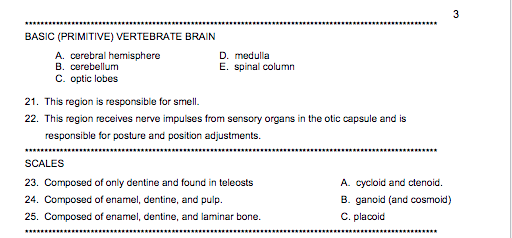 Solved BASIC (PRIMITIVE) VERTEBRATE BRAIN A. cerebral | Chegg.com