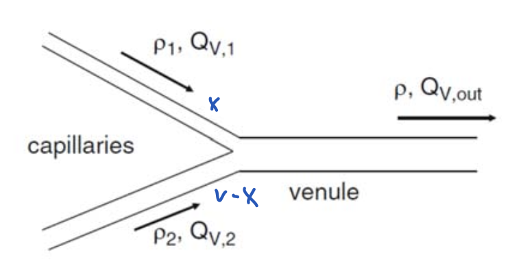 Solved Blood from two capillaries merges to form a small | Chegg.com