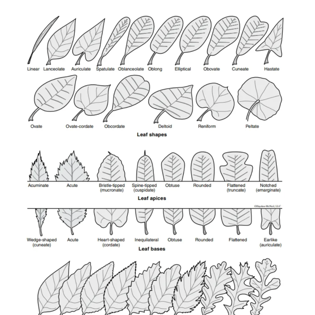 Solved Linear Lanceolate Auriculate Spatulate Oblanceolate | Chegg.com