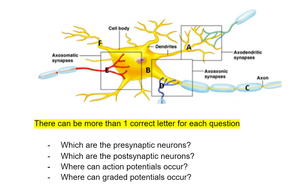 Solved Cell body Dendrites A Axosomatic synapses - | Chegg.com