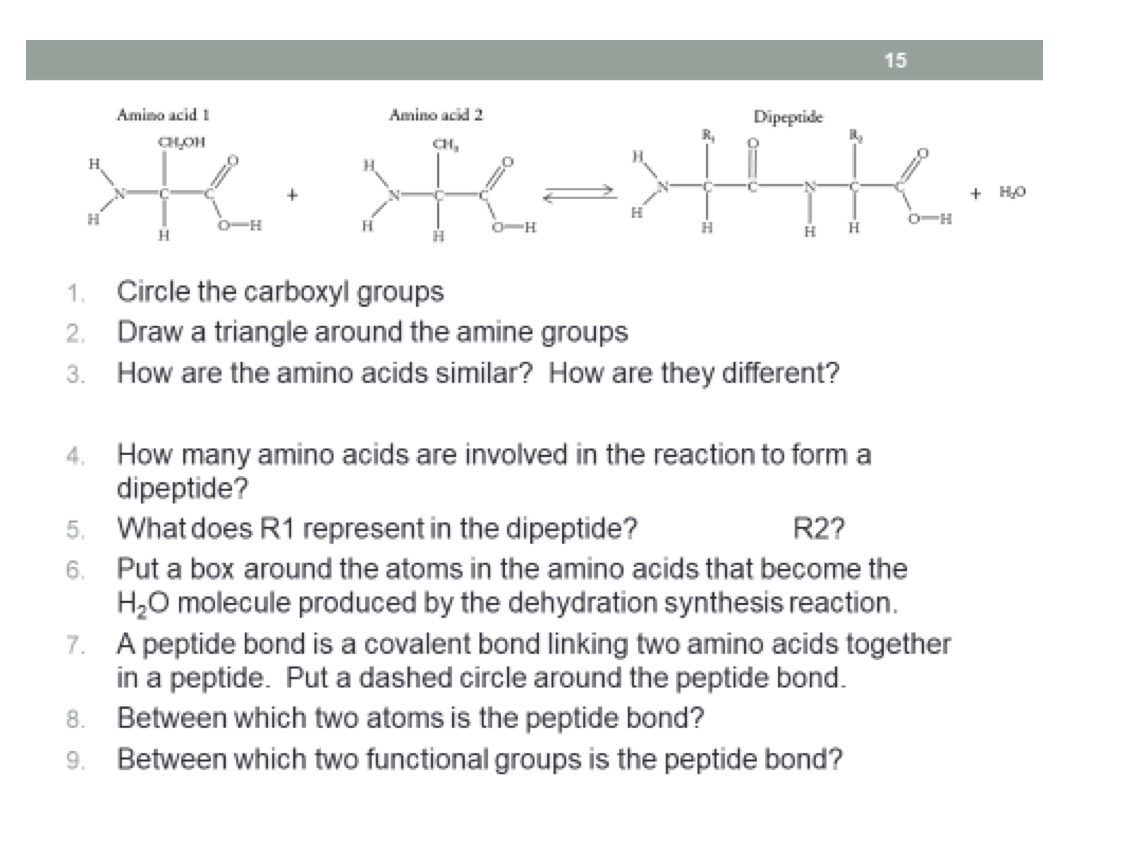 Solved 1. Circle the carboxyl groups 2. Draw a triangle | Chegg.com