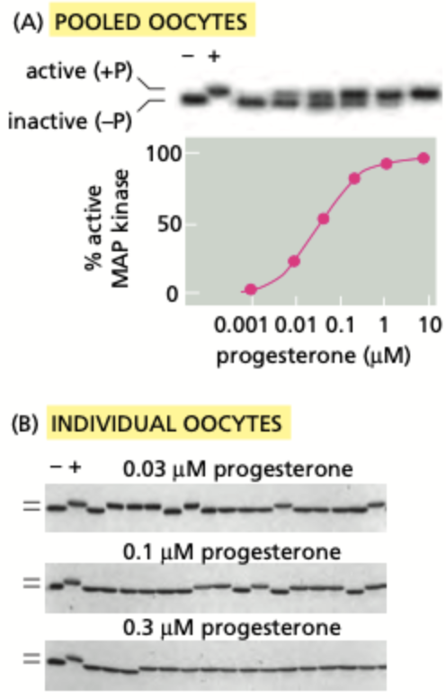 Activation (‘maturation’) of frog oocytes is signaled | Chegg.com