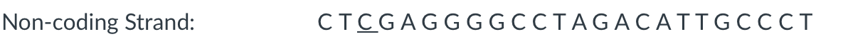 Solved Non-coding Strand: CTCGAGGGGCCTAGACATTGCCCT Second | Chegg.com