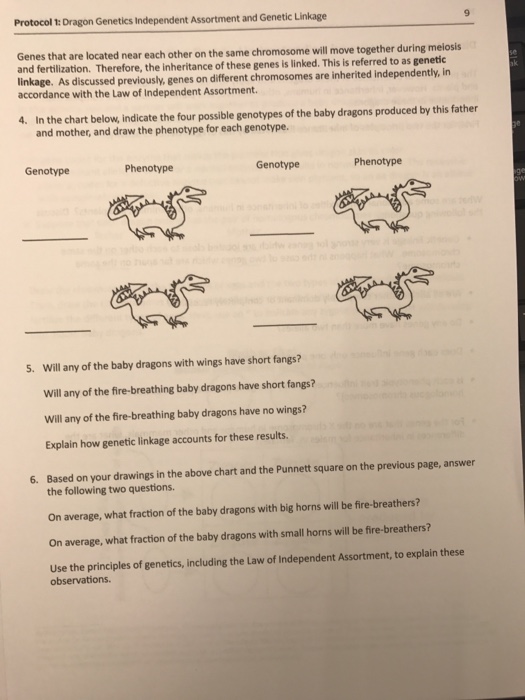 Solved Protocol t: Dragon Genetics iIndependent Assortment | Chegg.com