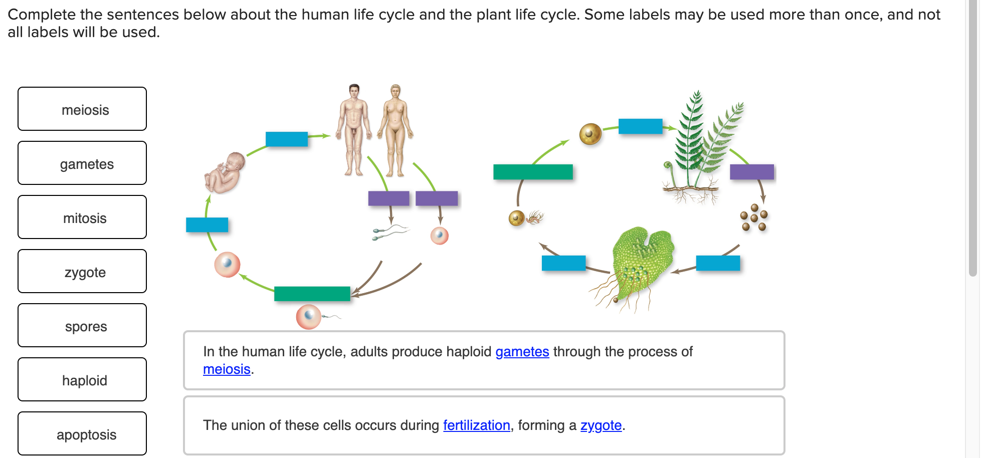 Solved Complete the sentences below about the human life | Chegg.com