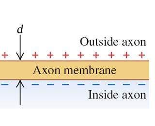Solved Cell membranes (the walled enclosure around a cell) | Chegg.com