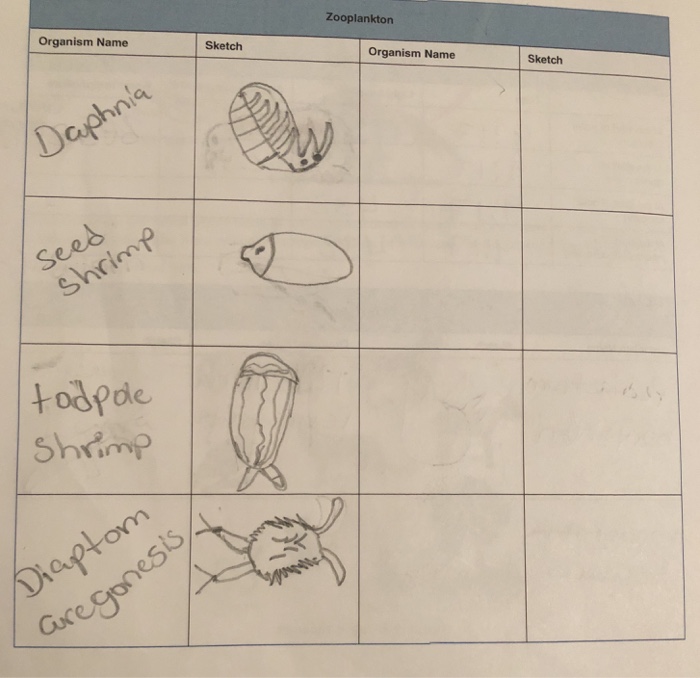 Solved Additional Exercise 1. Compete the Trophic Levels | Chegg.com